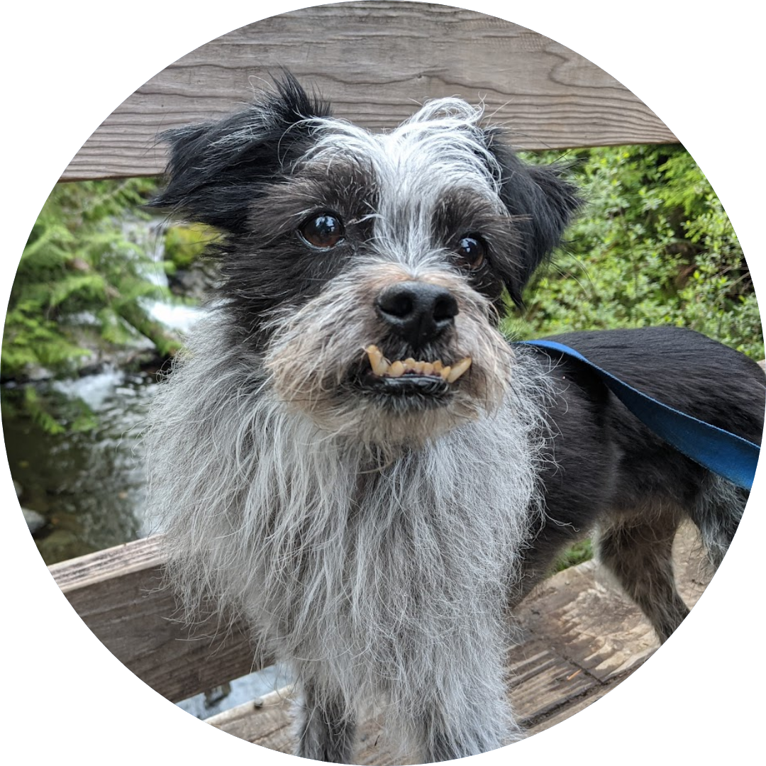 About – Acute Owl Studio